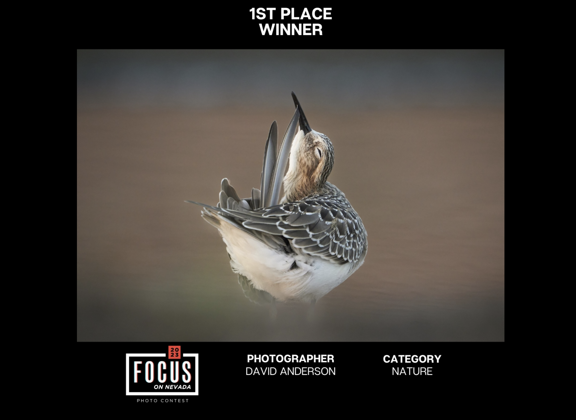 Blog - Las Vegas Bird Tours - The Wild Sights